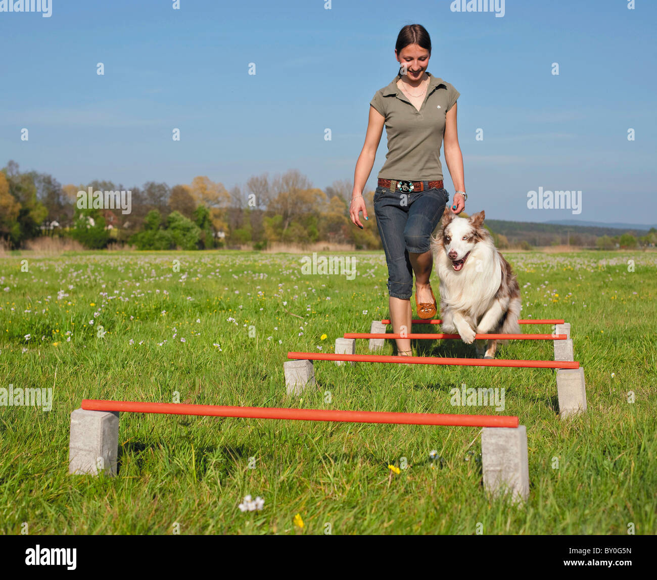 Agility: woman and Australian Shepherd dog walking over hurdles Stock ...