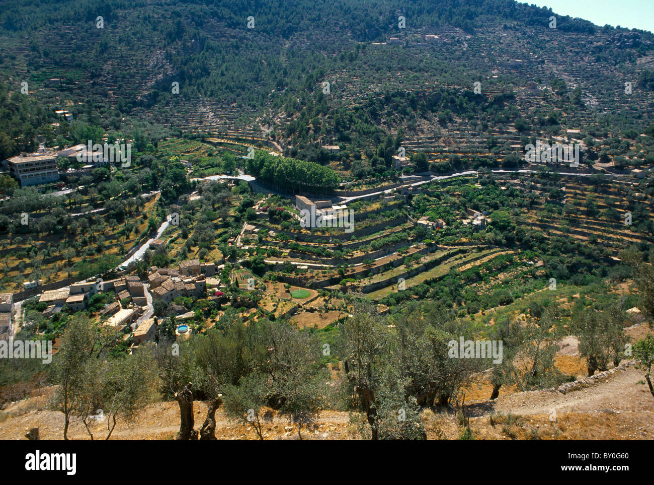 Olive trees deia majorca hi-res stock photography and images - Alamy