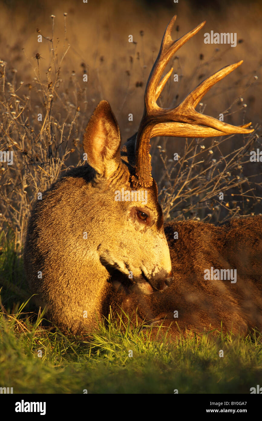 A Black-tailed Deer Buck resting in a sunset repose Stock Photo - Alamy