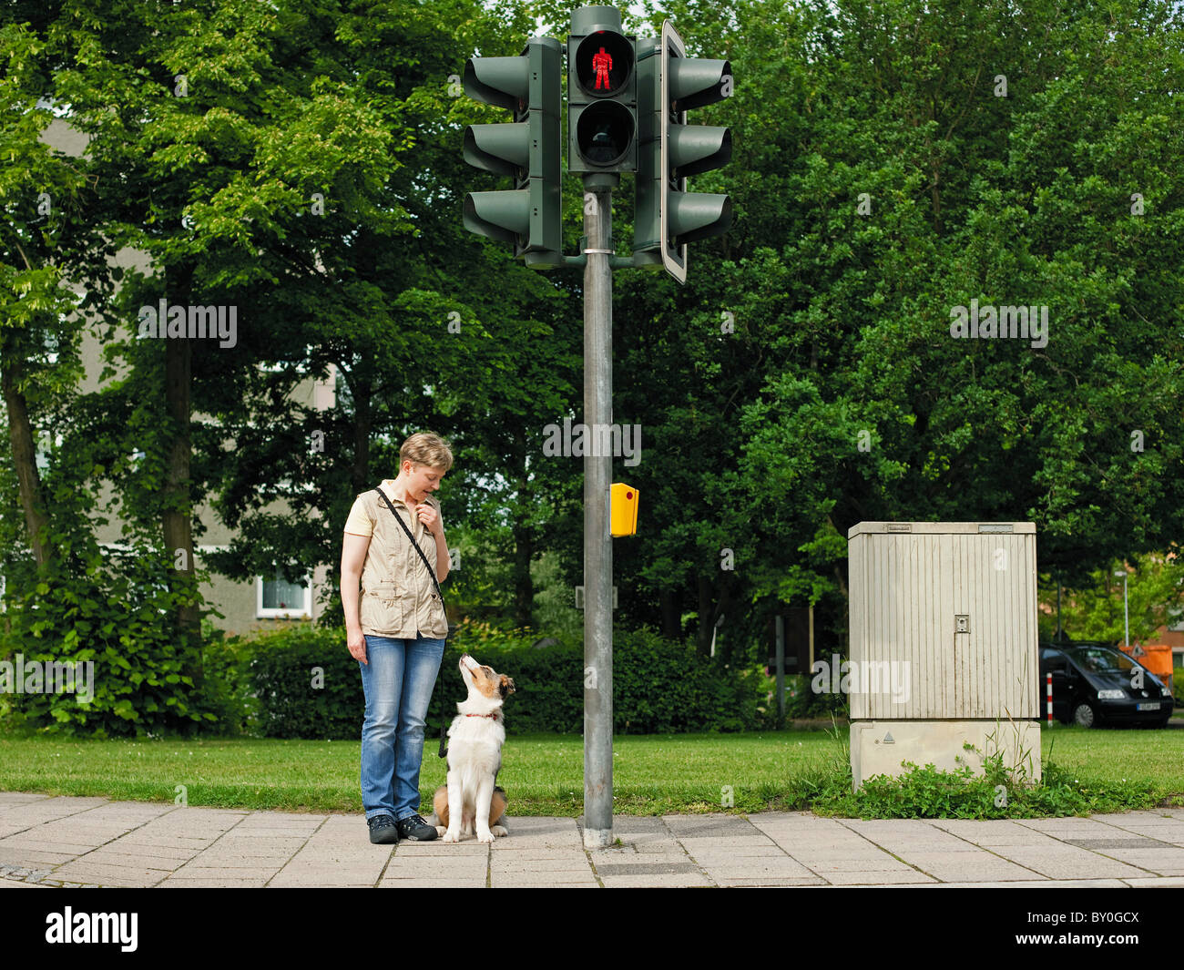 woman and young Australian Shepherd dog - waiting at the traffic lights ...