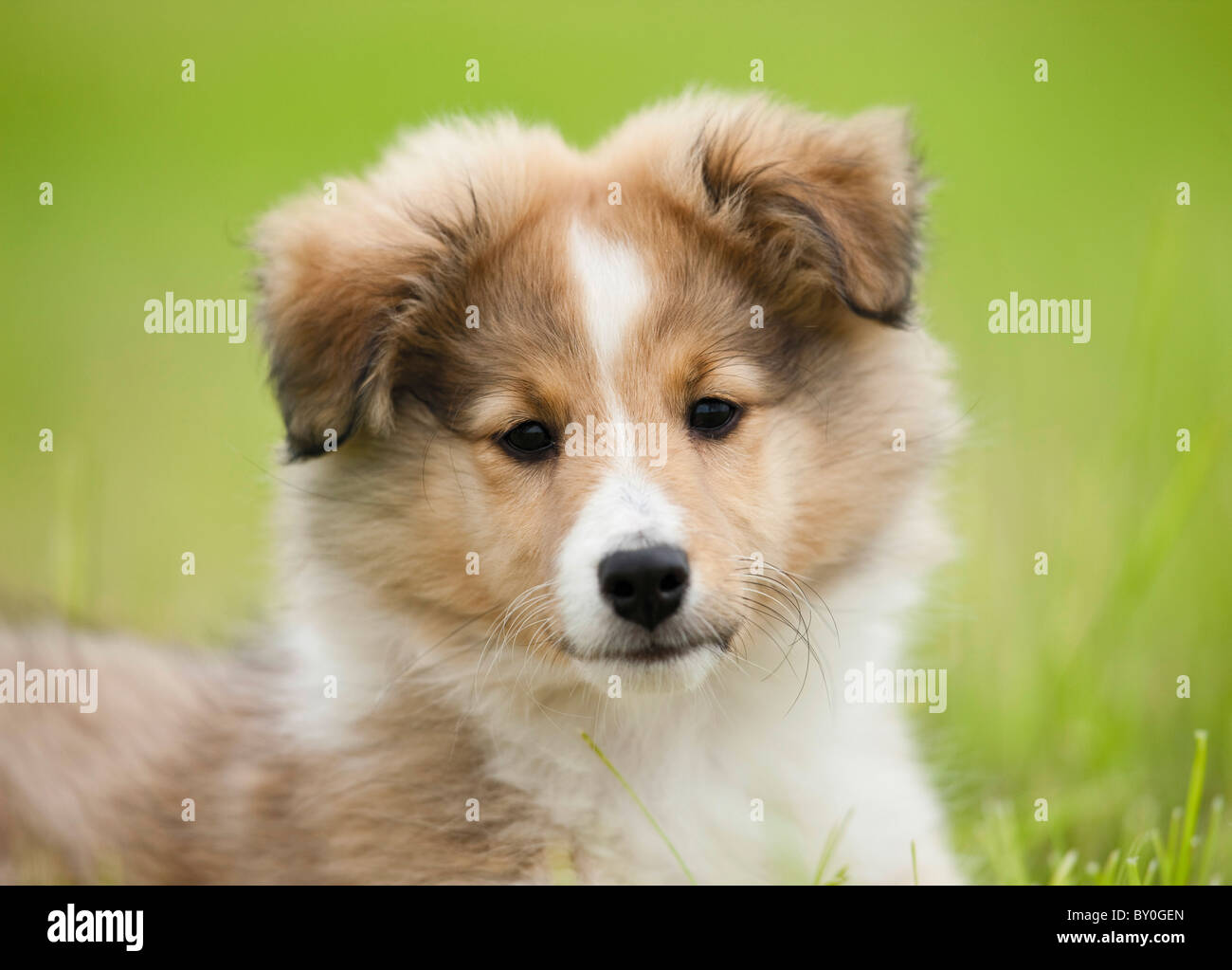 Sheltie dog - puppy - portrait Stock Photo - Alamy