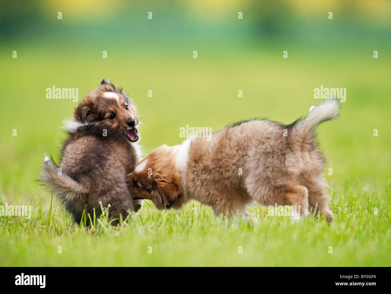 Shelties playing hi-res stock photography and images - Alamy