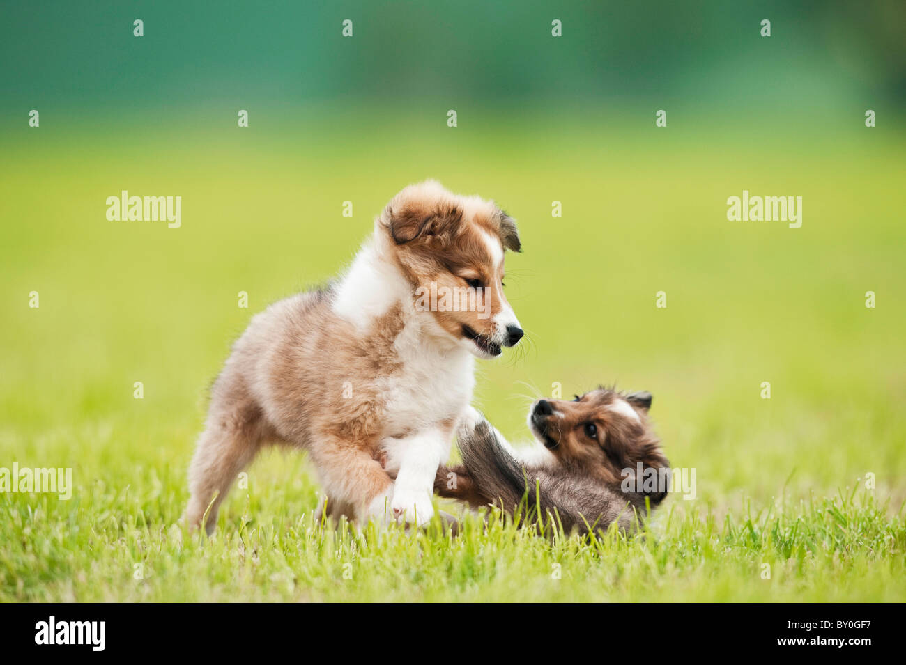 Shelties playing hi-res stock photography and images - Alamy