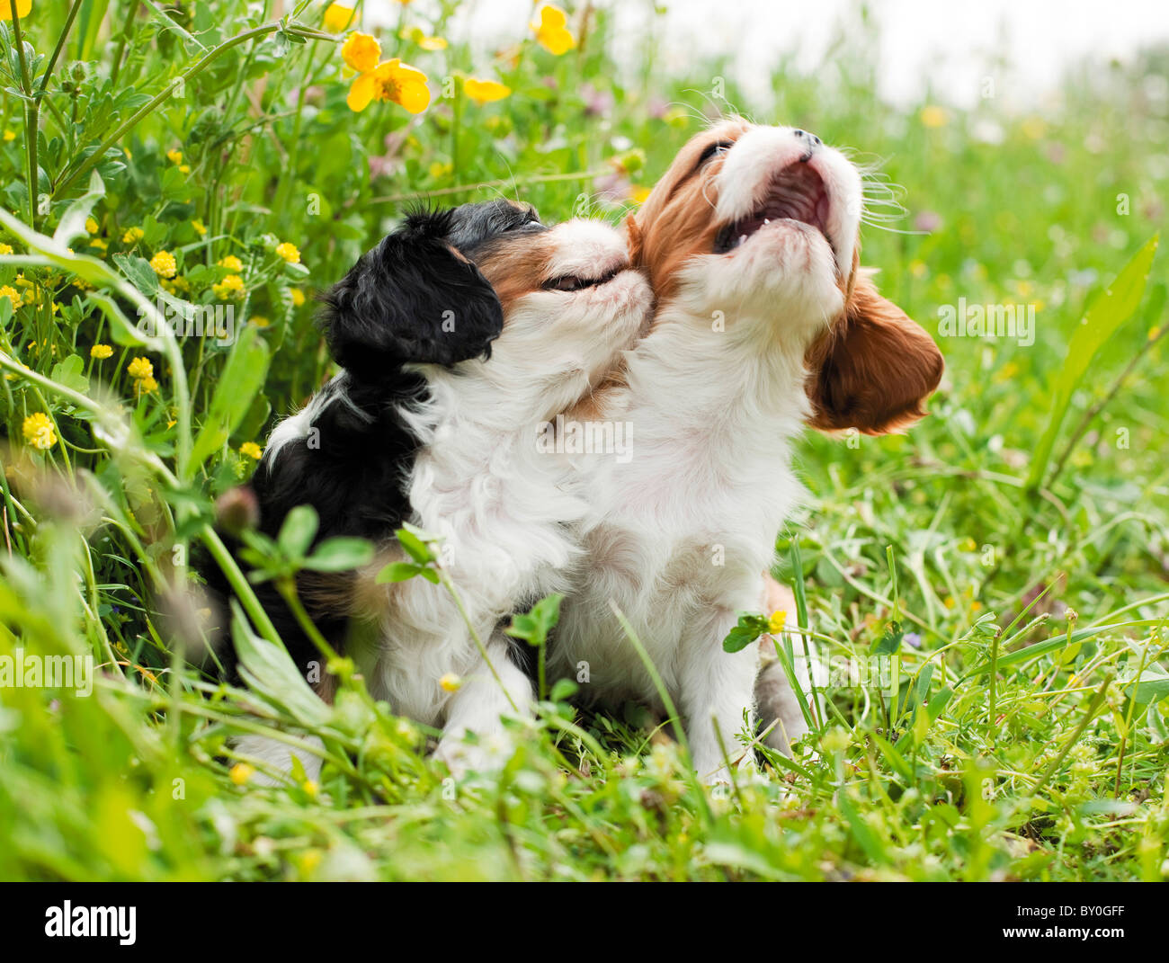 Cavalier King Charles Spaniel. Two puppies playing on meadow Stock ...