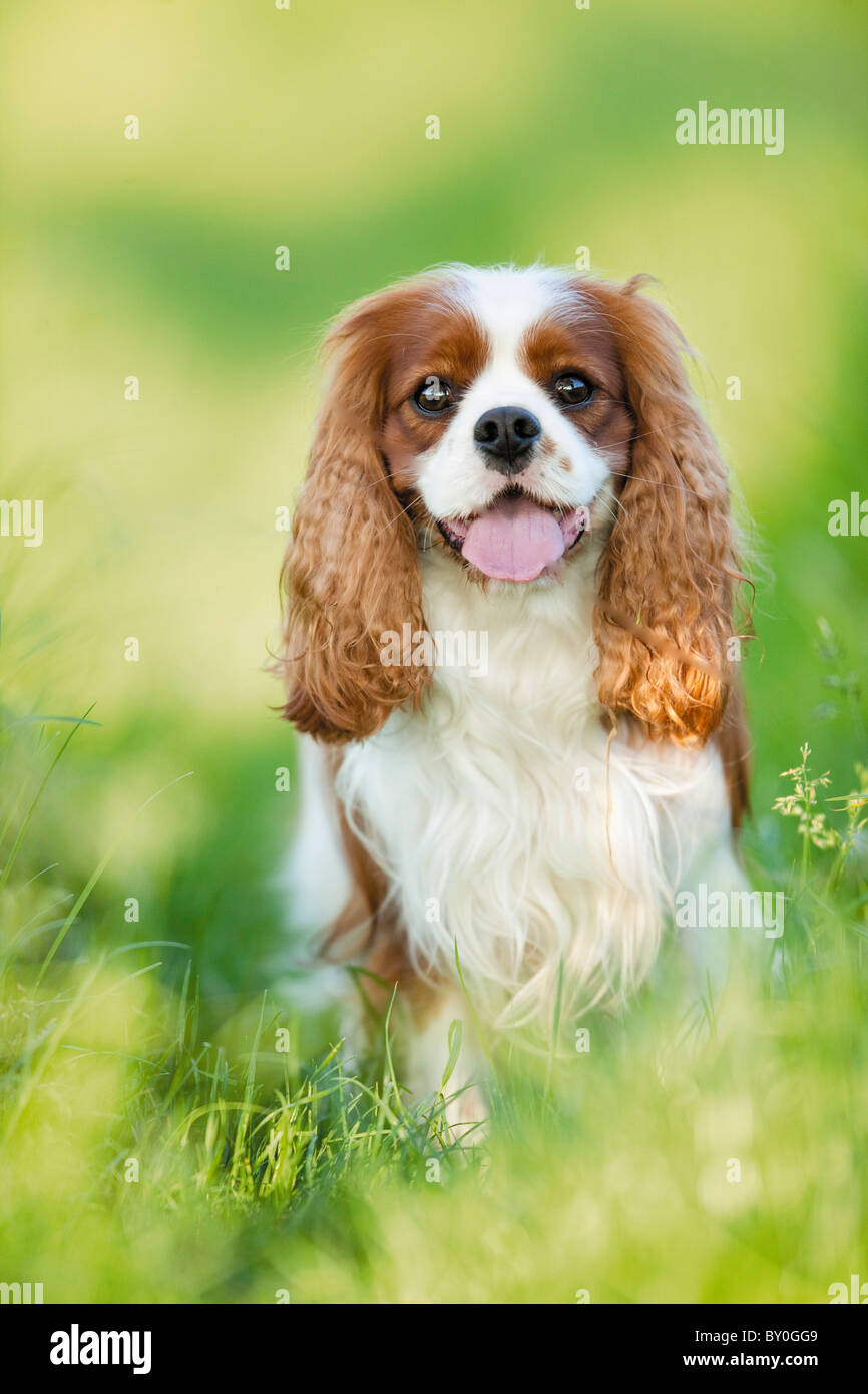 Cavalier King Charles Spaniel dog - sitting on meadow Stock Photo - Alamy