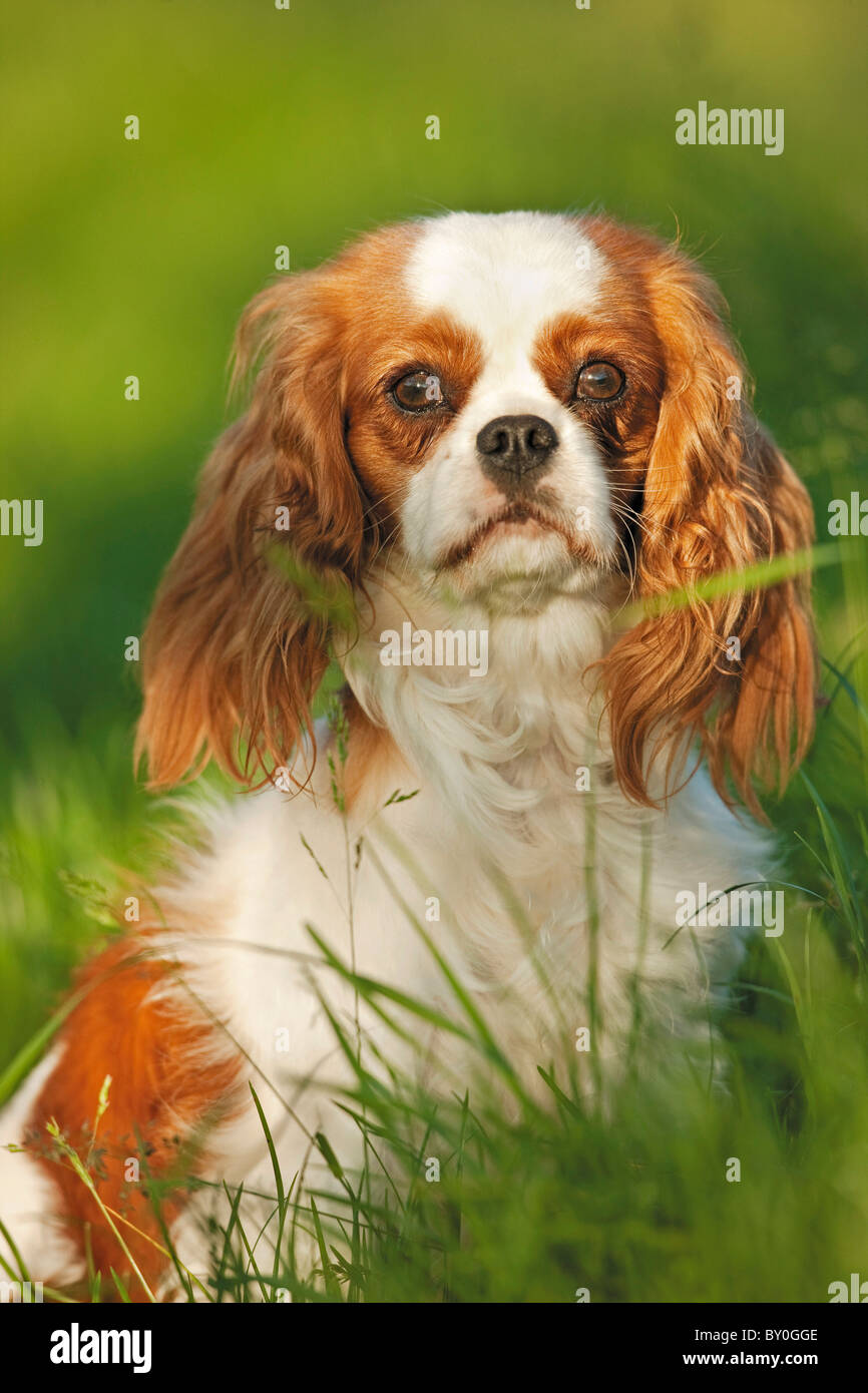 Cavalier King Charles Spaniel dog - sitting on meadow Stock Photo - Alamy