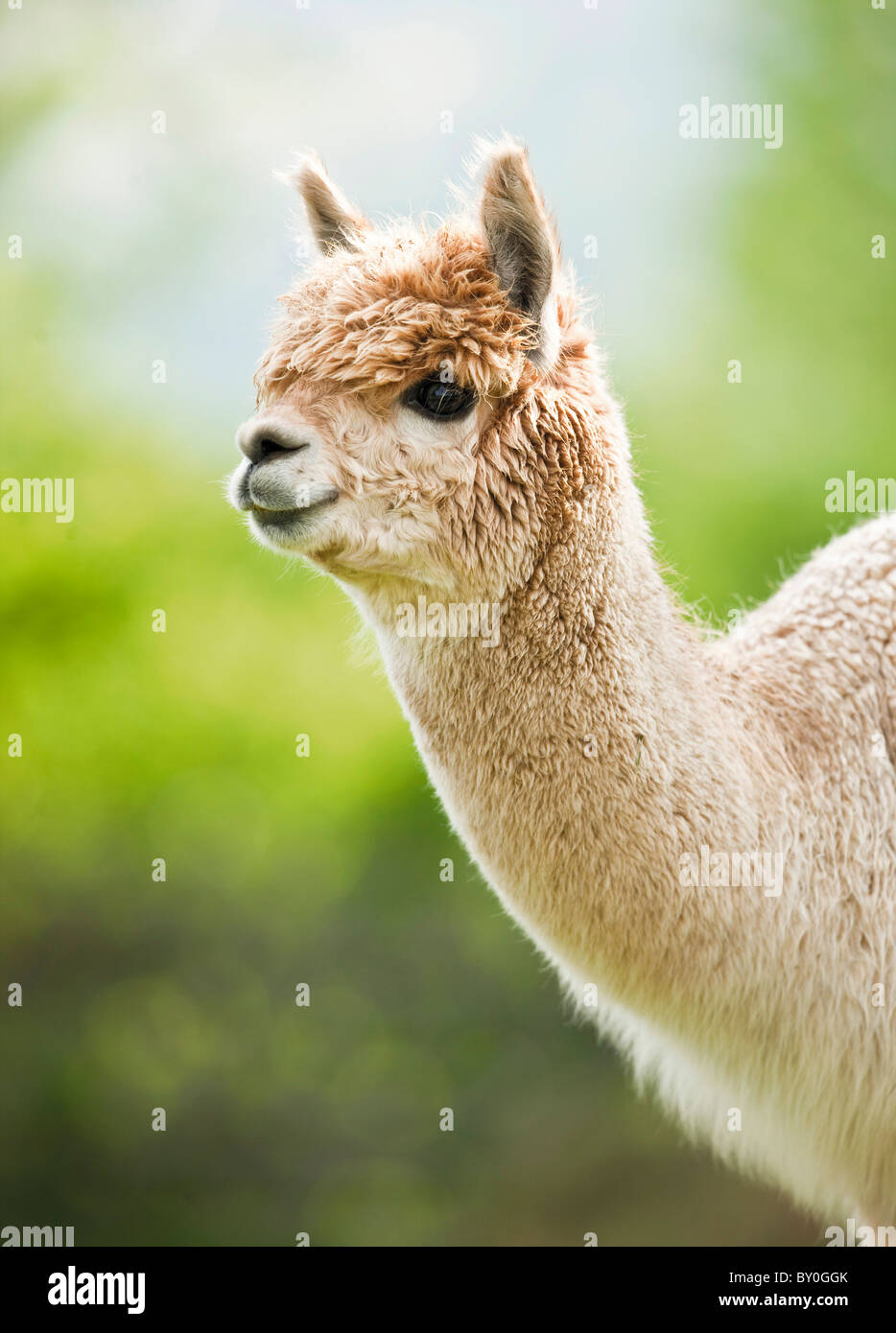 Alpaca (Lama pacos, Vicugna pacos), portrait of adult Stock Photo - Alamy