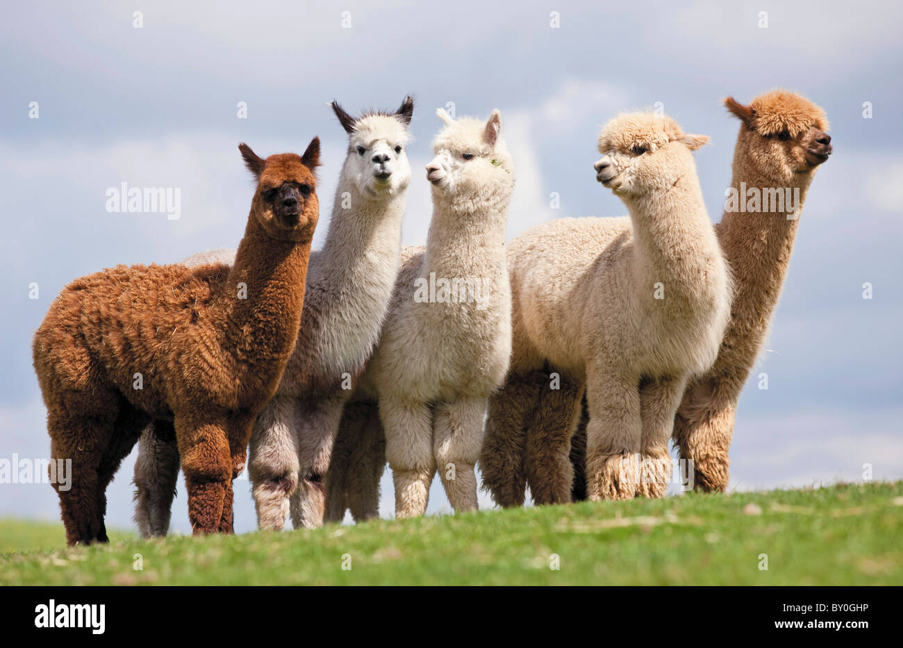 Five Alpacas High Resolution Stock Photography and Images - Alamy