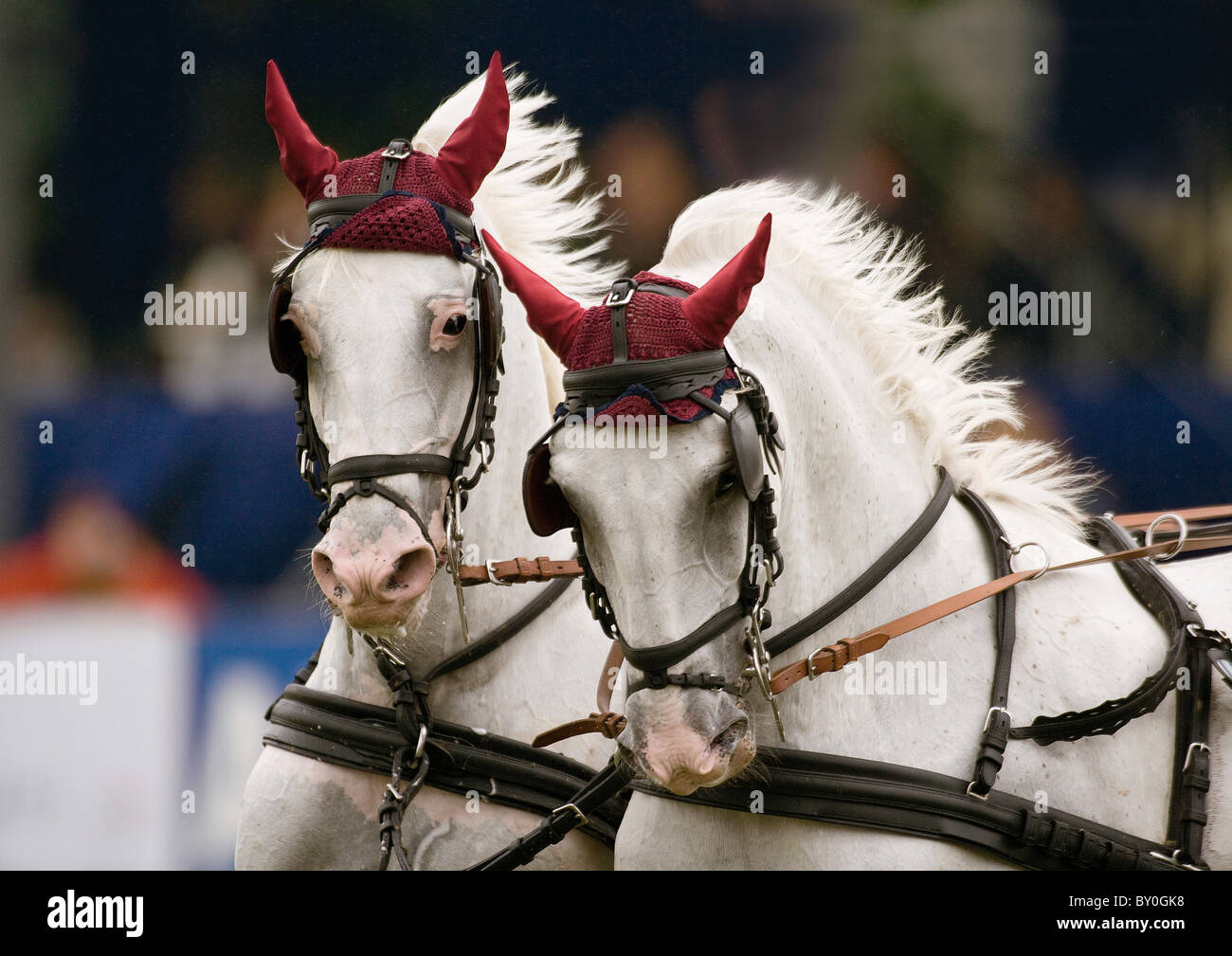 Kladrubers hi-res stock photography and images - Alamy