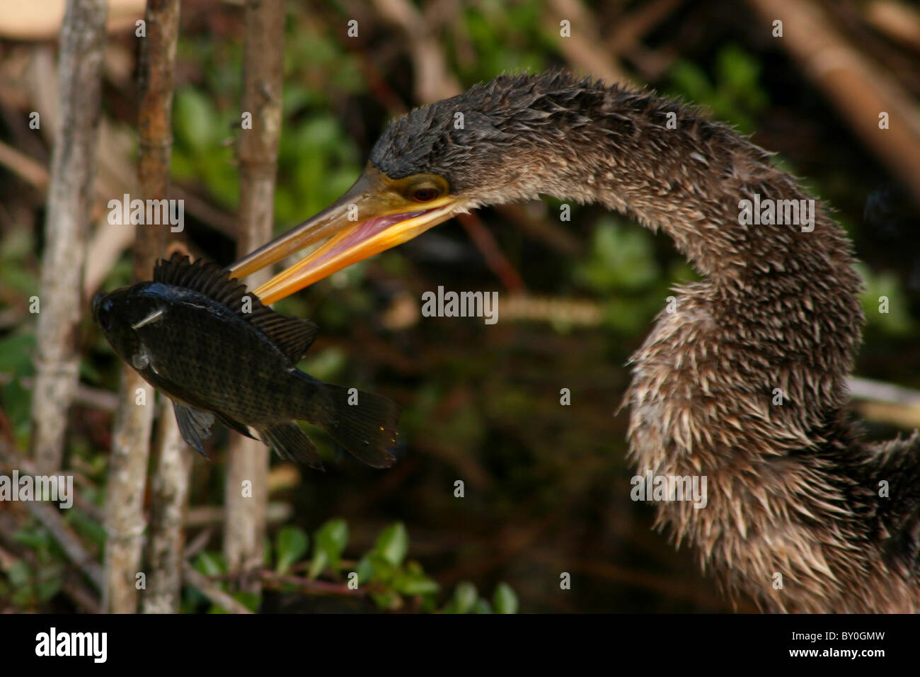 A Common Anhinga with a fish speared on it's beak Stock Photo - Alamy