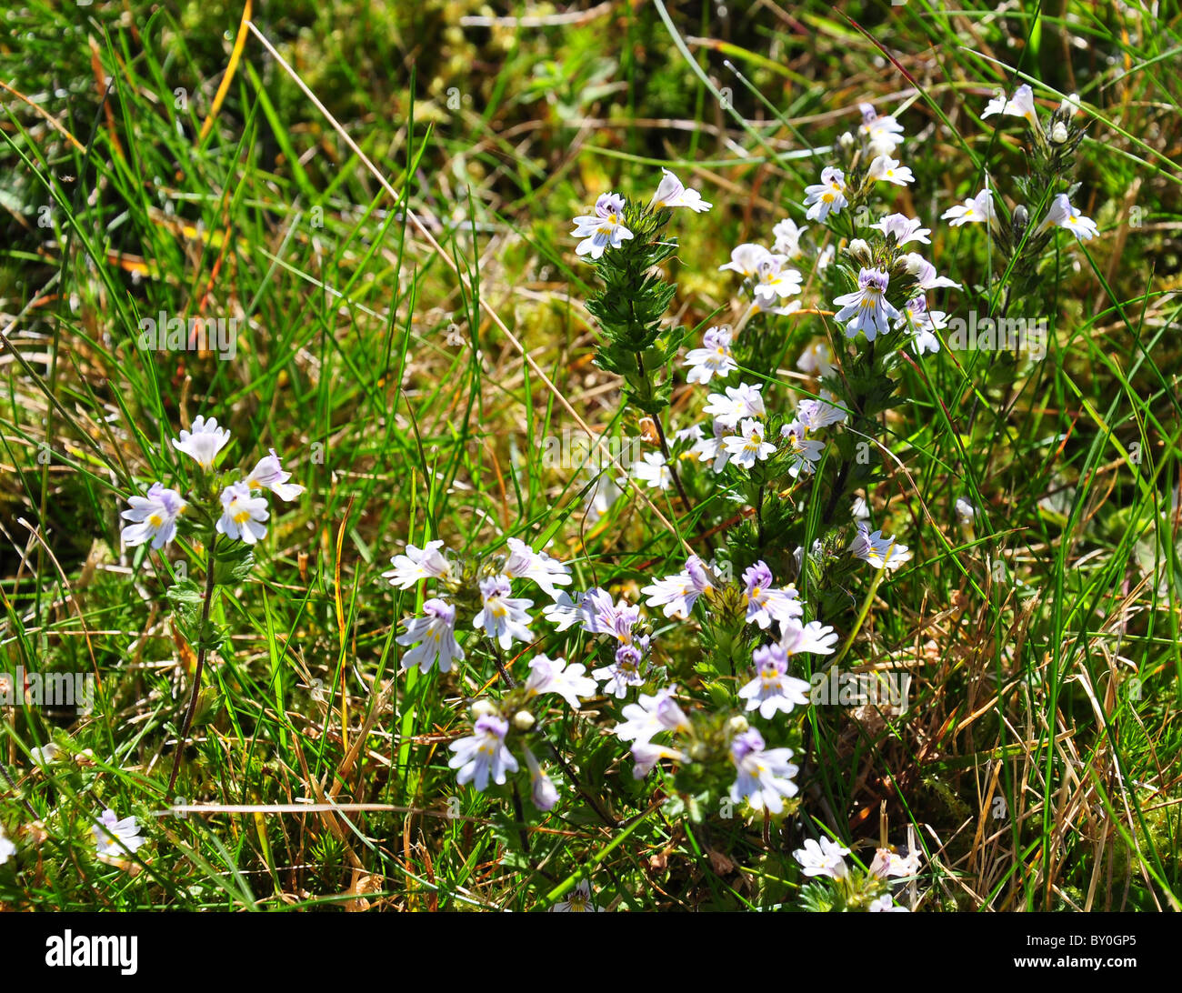 Eyebright (Euphrasia officinalis Stock Photo - Alamy