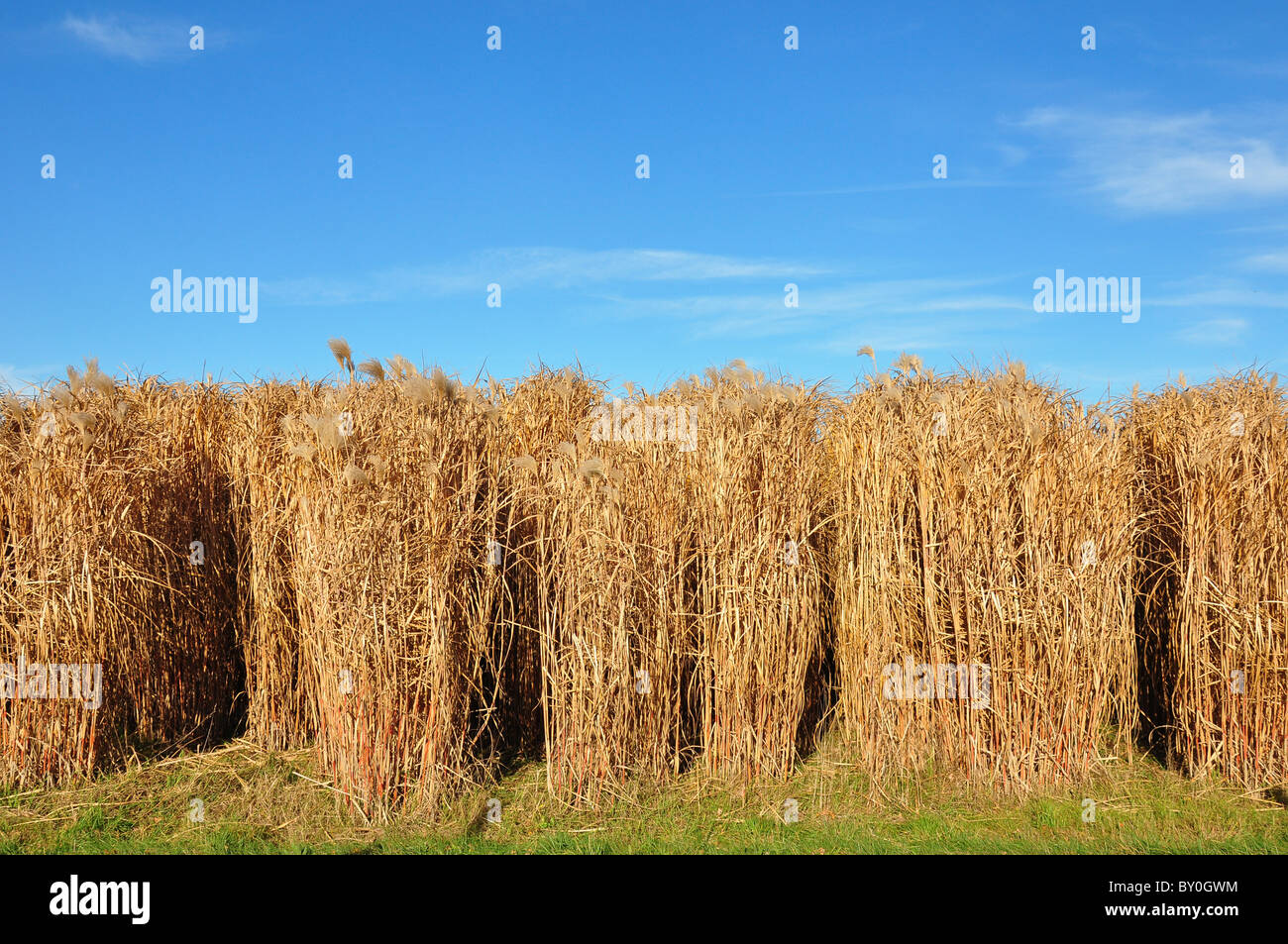 Giant grass (Miscanthus Stock Photo - Alamy