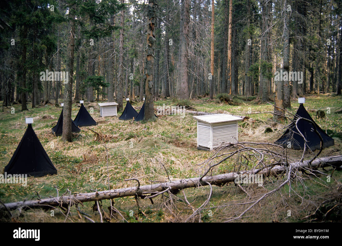 Forest science setup Stock Photo - Alamy