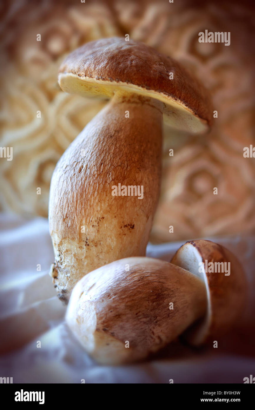 Wild ceps hi-res stock photography and images - Alamy