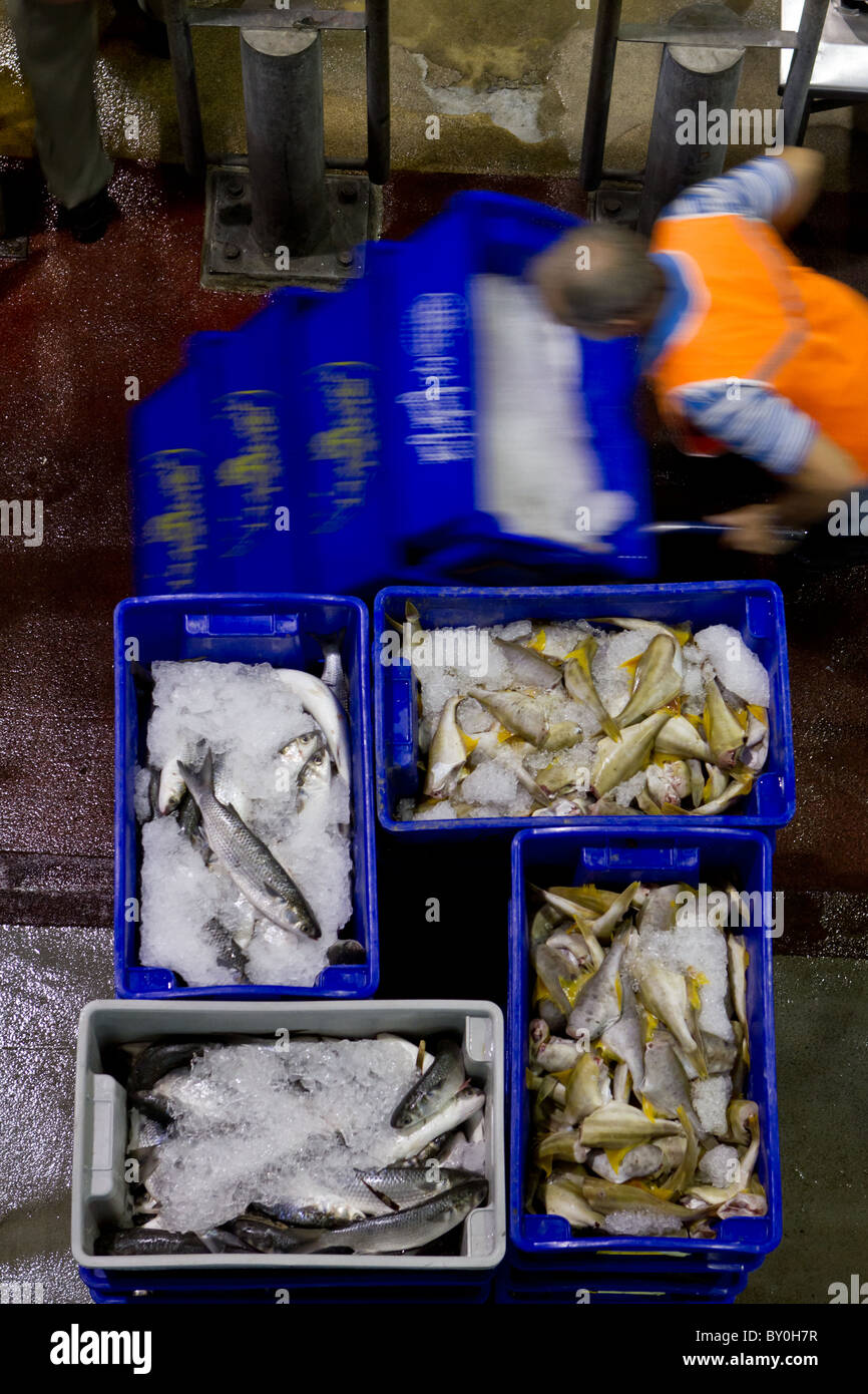 A man pushes crates of fish through the Sydney Fish Market Stock Photo ...