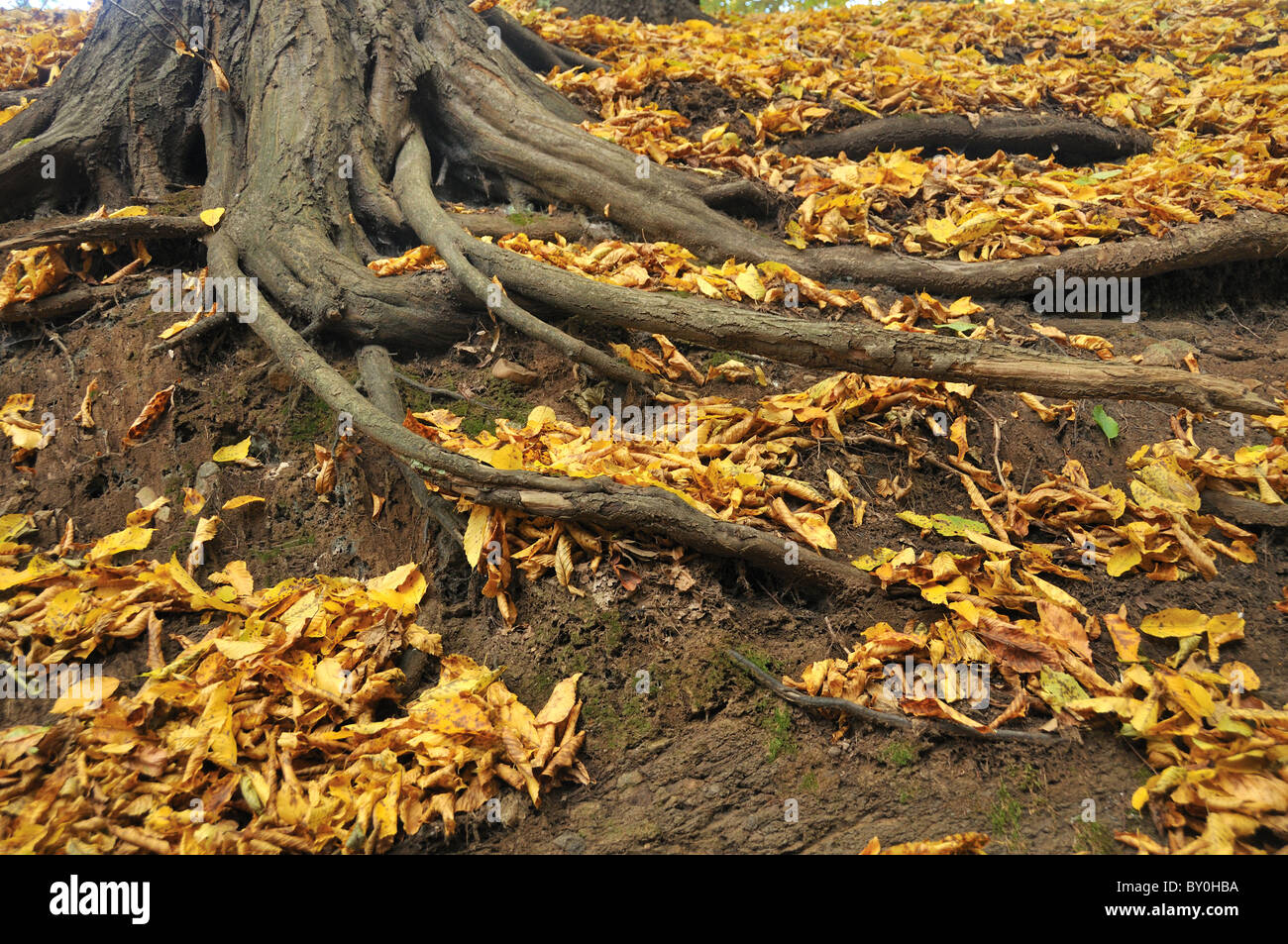Fallen leaves around tree trunk hi-res stock photography and images - Alamy