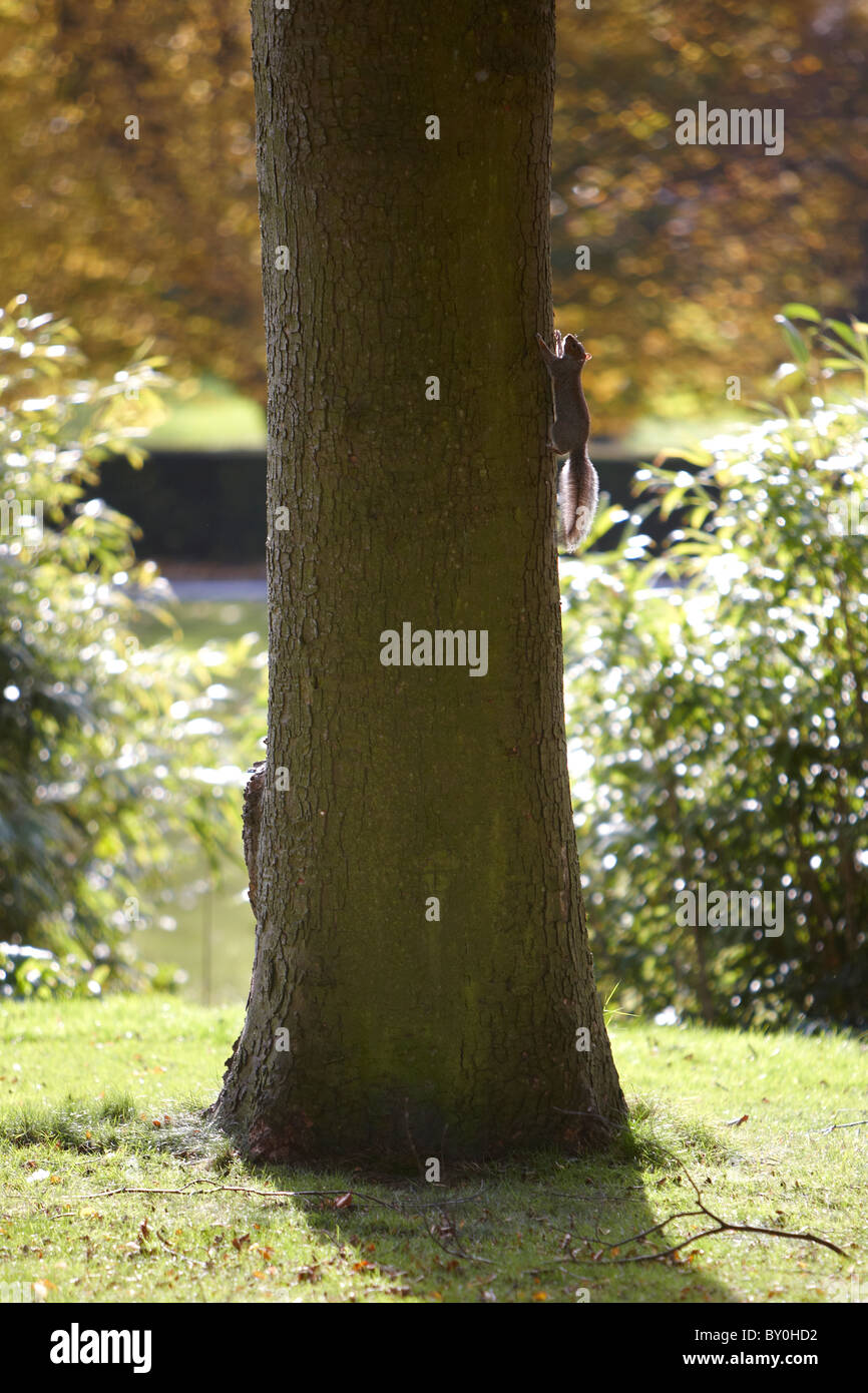Squirrel running up a tree Stock Photo - Alamy