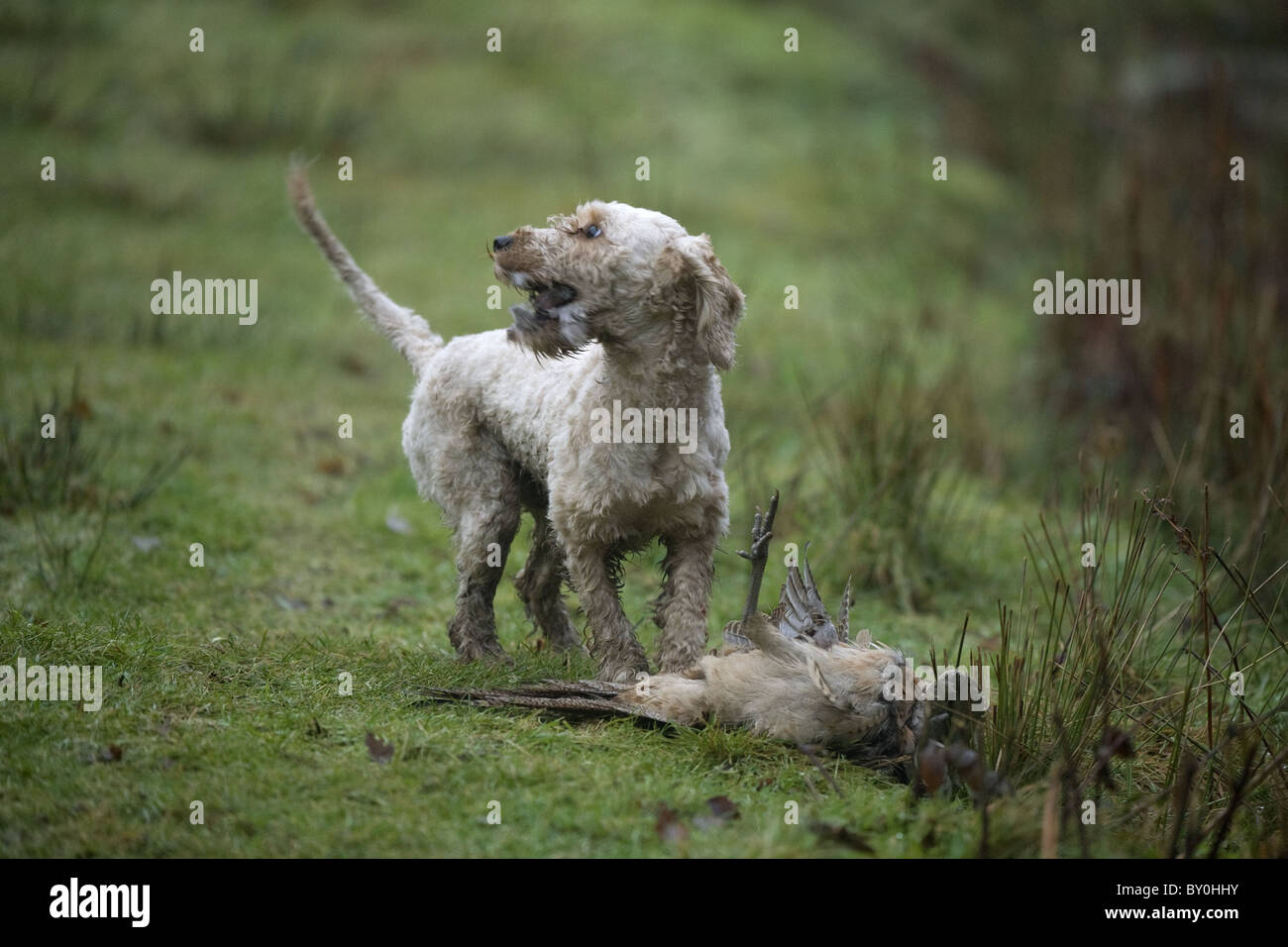 Cockapoo retrieving a pheasant on a shoot day Stock Photo - Alamy