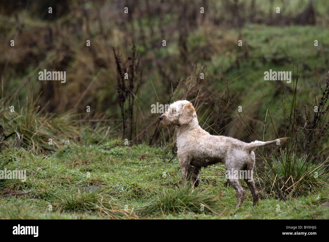 Cockapoo on a shoot day Stock Photo - Alamy