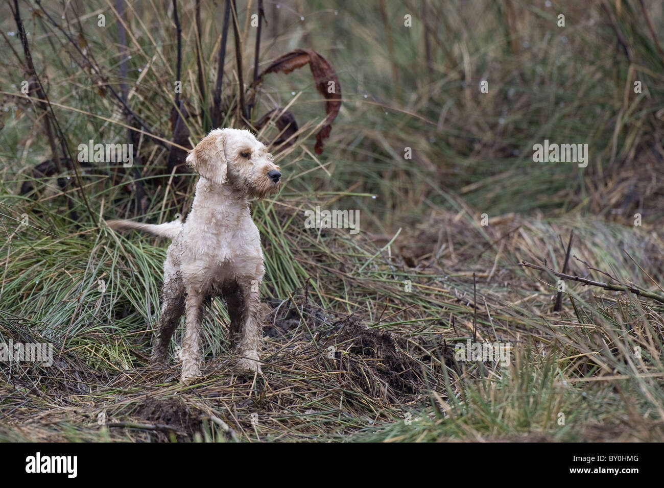 Cockapoo on a shoot day Stock Photo - Alamy