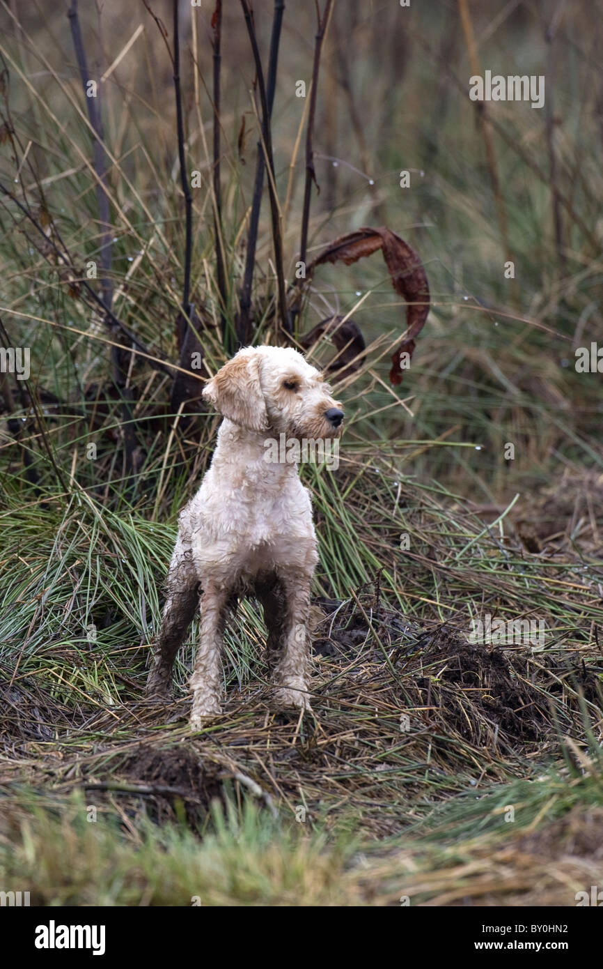 Cockapoo on a shoot day Stock Photo - Alamy