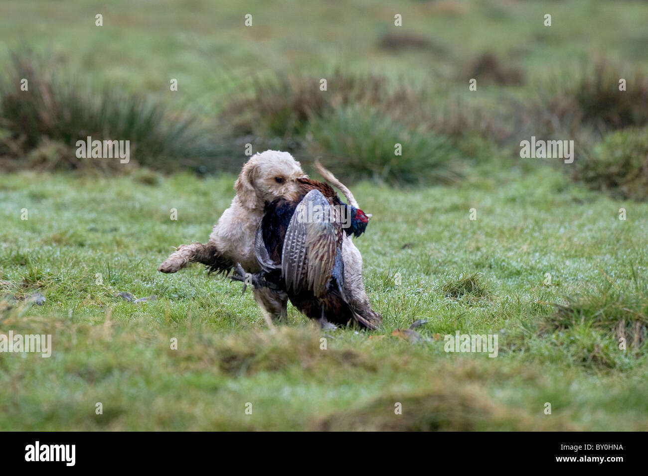 Cockapoo retrieving a pheasant on a shoot day Stock Photo - Alamy