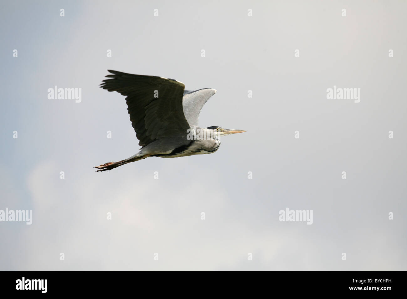 Grey heron in flight Stock Photo - Alamy