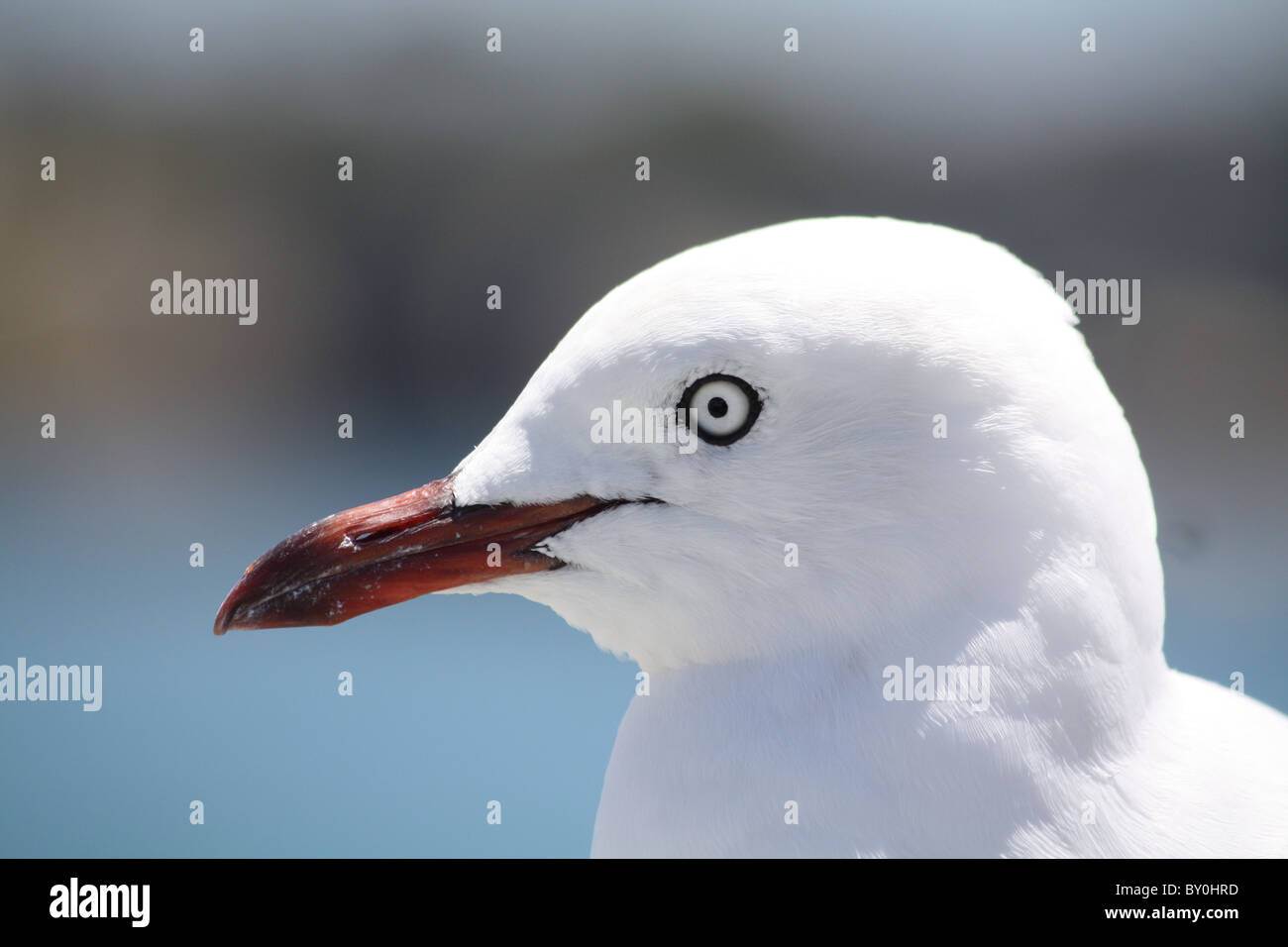 Head shot of seagull hi-res stock photography and images - Alamy