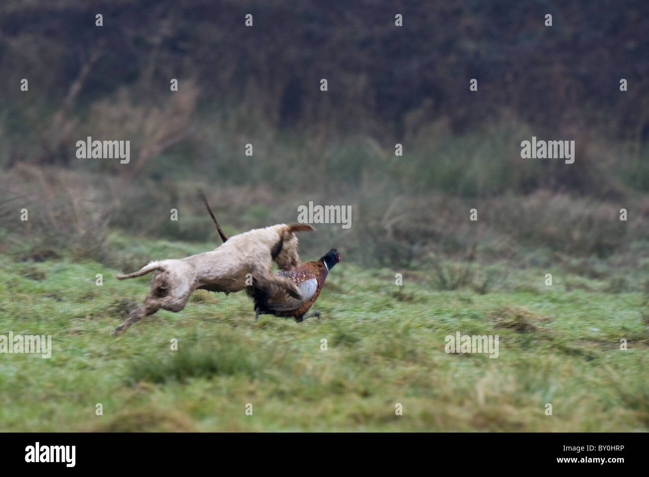 Cockapoo chasing pheasant on a shoot day Stock Photo - Alamy