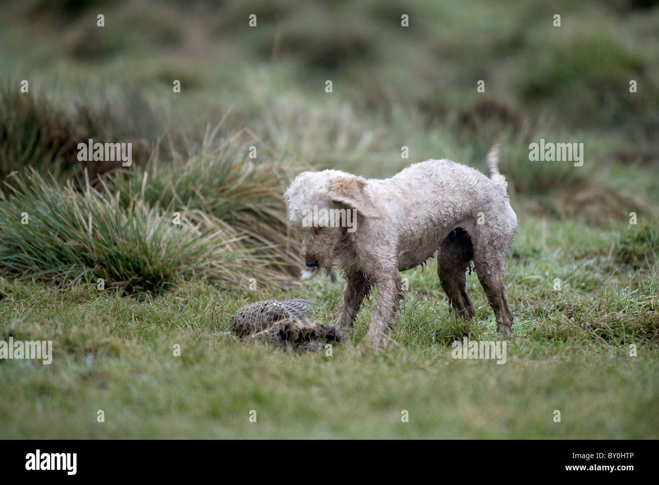 Cockapoo retrieving a pheasant on a shoot day Stock Photo - Alamy
