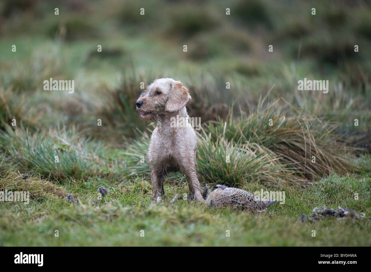 Cockapoo retrieving a pheasant on a shoot day Stock Photo - Alamy