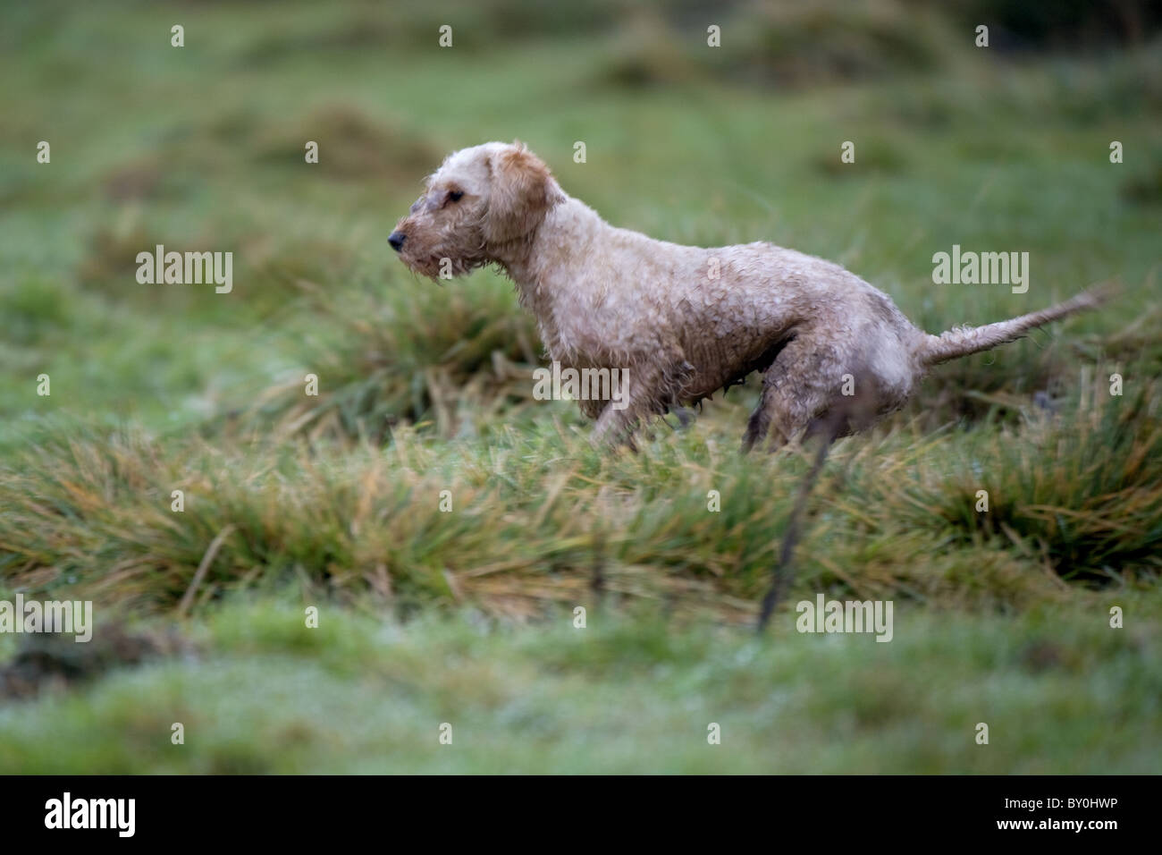 Cockapoo on a shoot day Stock Photo - Alamy