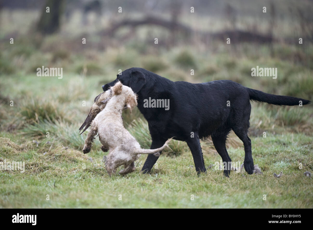 Black labrador retriever playing with cockapoo hi-res stock photography ...
