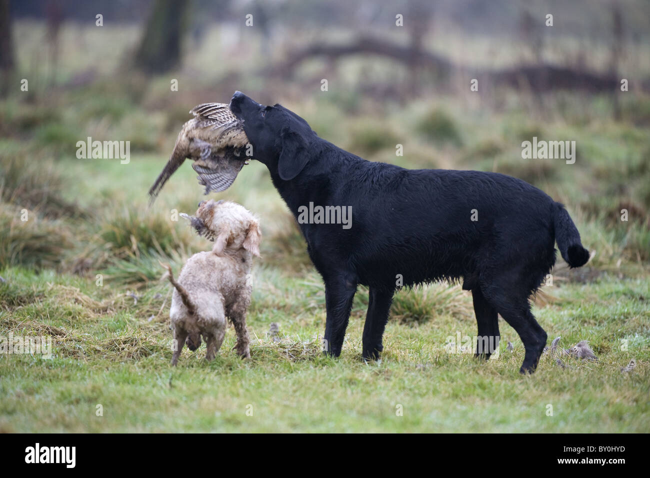 Cockapoo and Labrador Retriever on a shoot day Stock Photo - Alamy