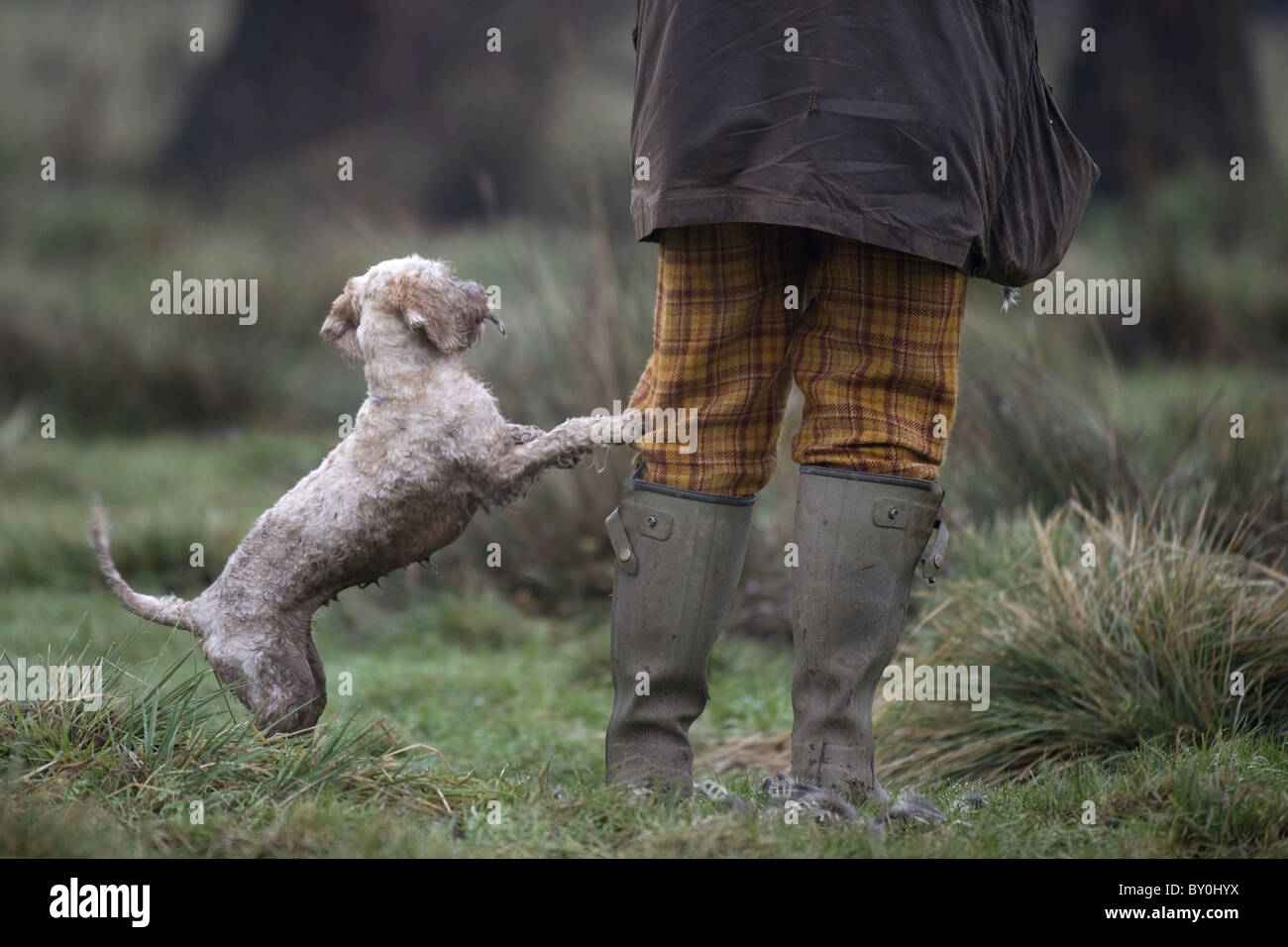 Cockapoo dog jumping hi-res stock photography and images - Alamy