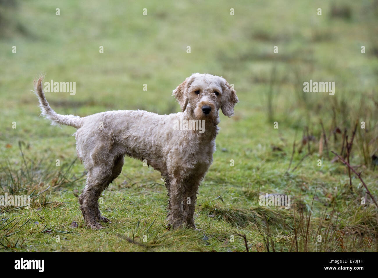 Cockapoo dog jumping hi-res stock photography and images - Alamy
