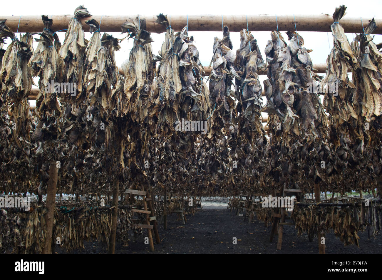Racks of dried fish in Iceland Stock Photo - Alamy