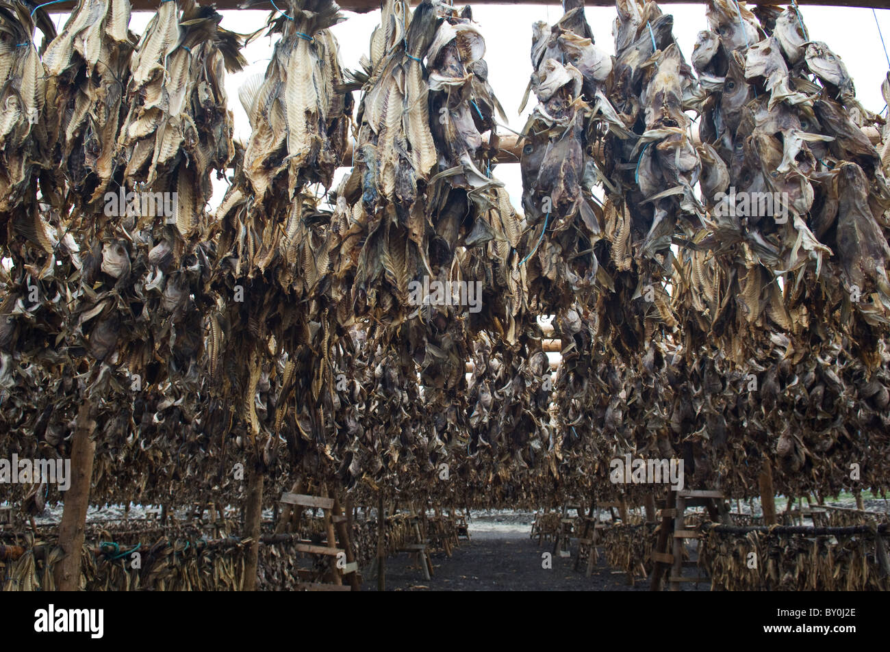 Racks with dried fish and fish heads in Iceland Stock Photo - Alamy