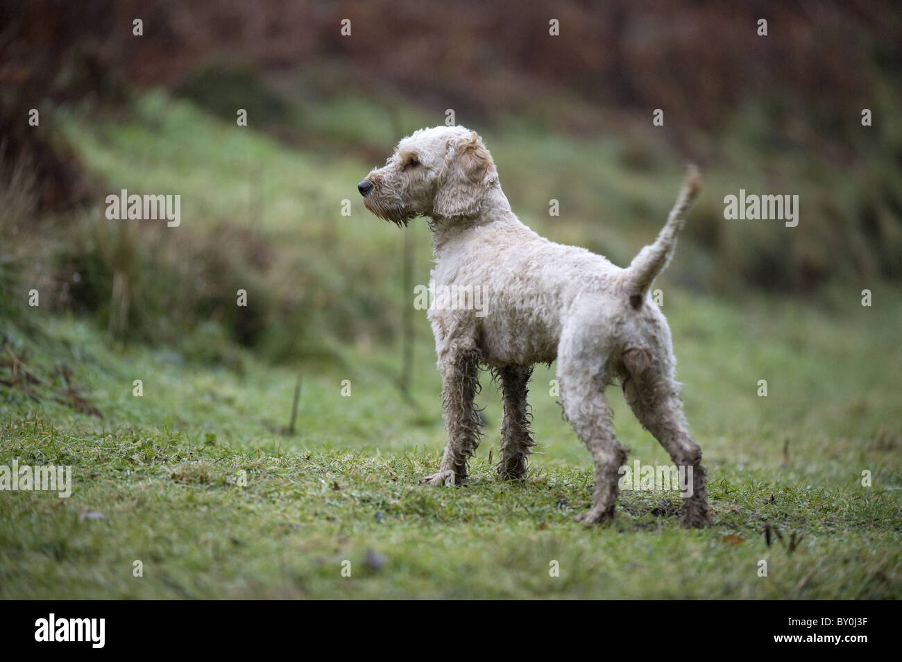 Cockapoo dog jumping hi-res stock photography and images - Alamy