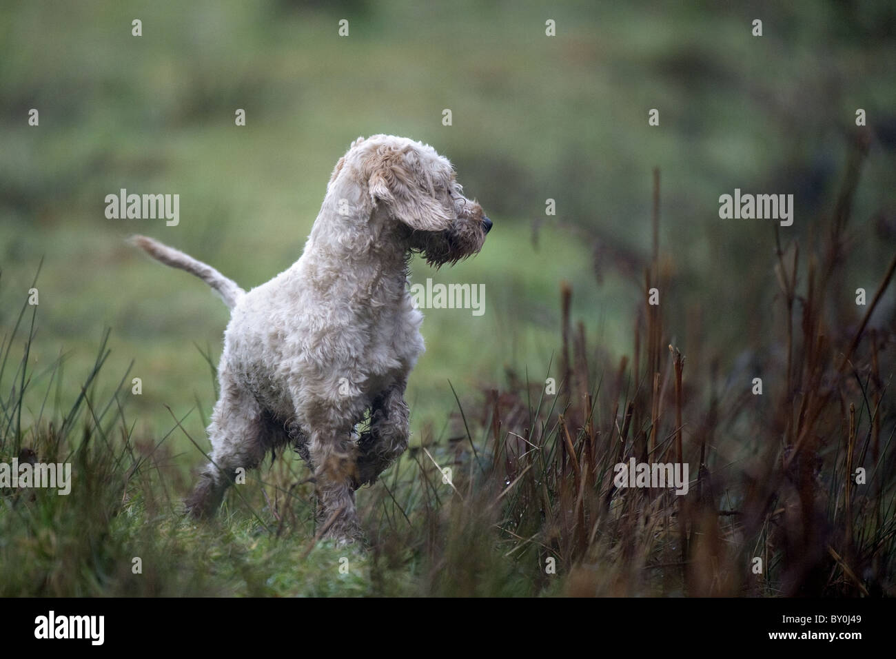 Cockapoo on a shoot day Stock Photo - Alamy