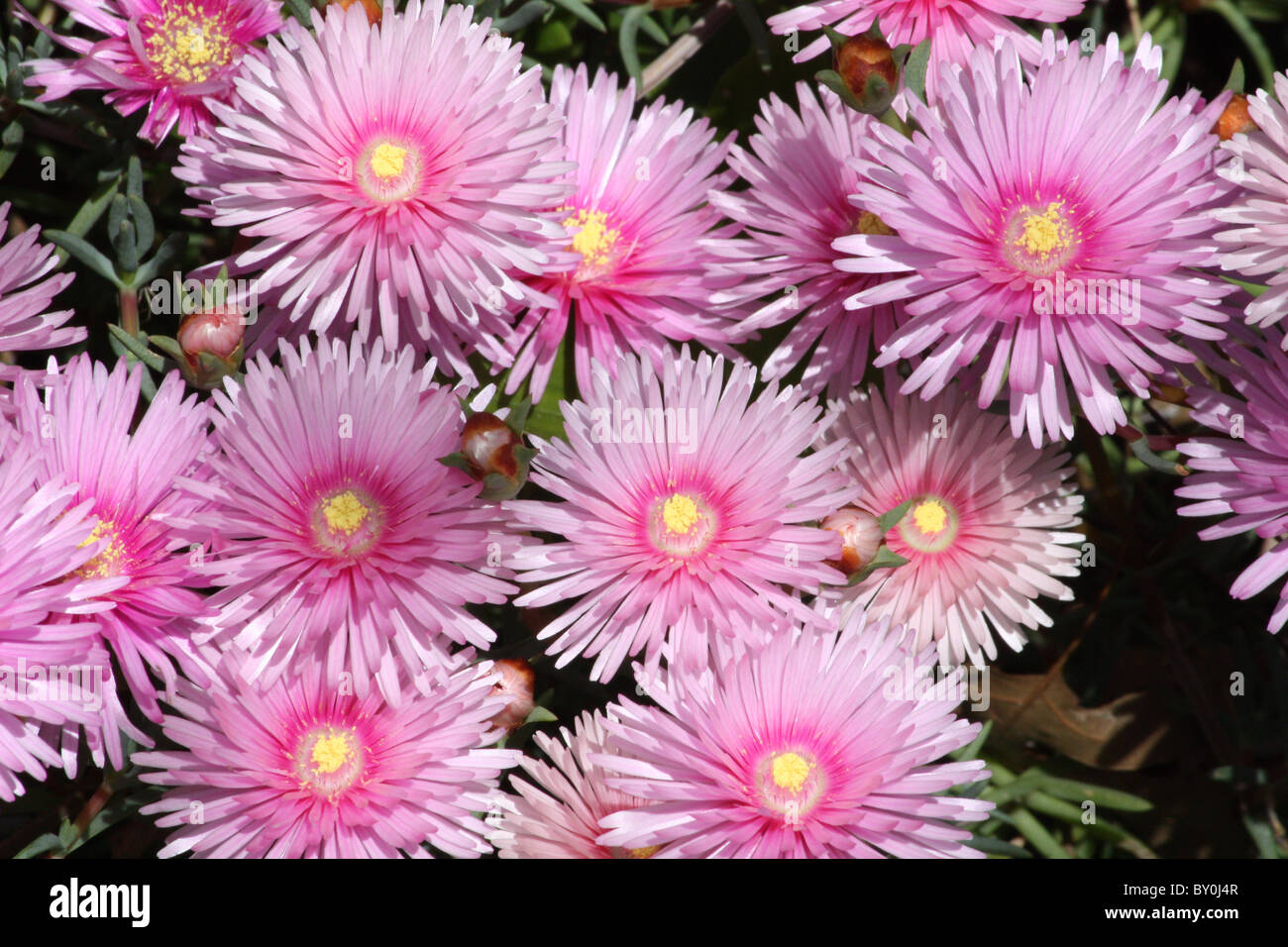 Pink Pig Face Stock Photo - Alamy