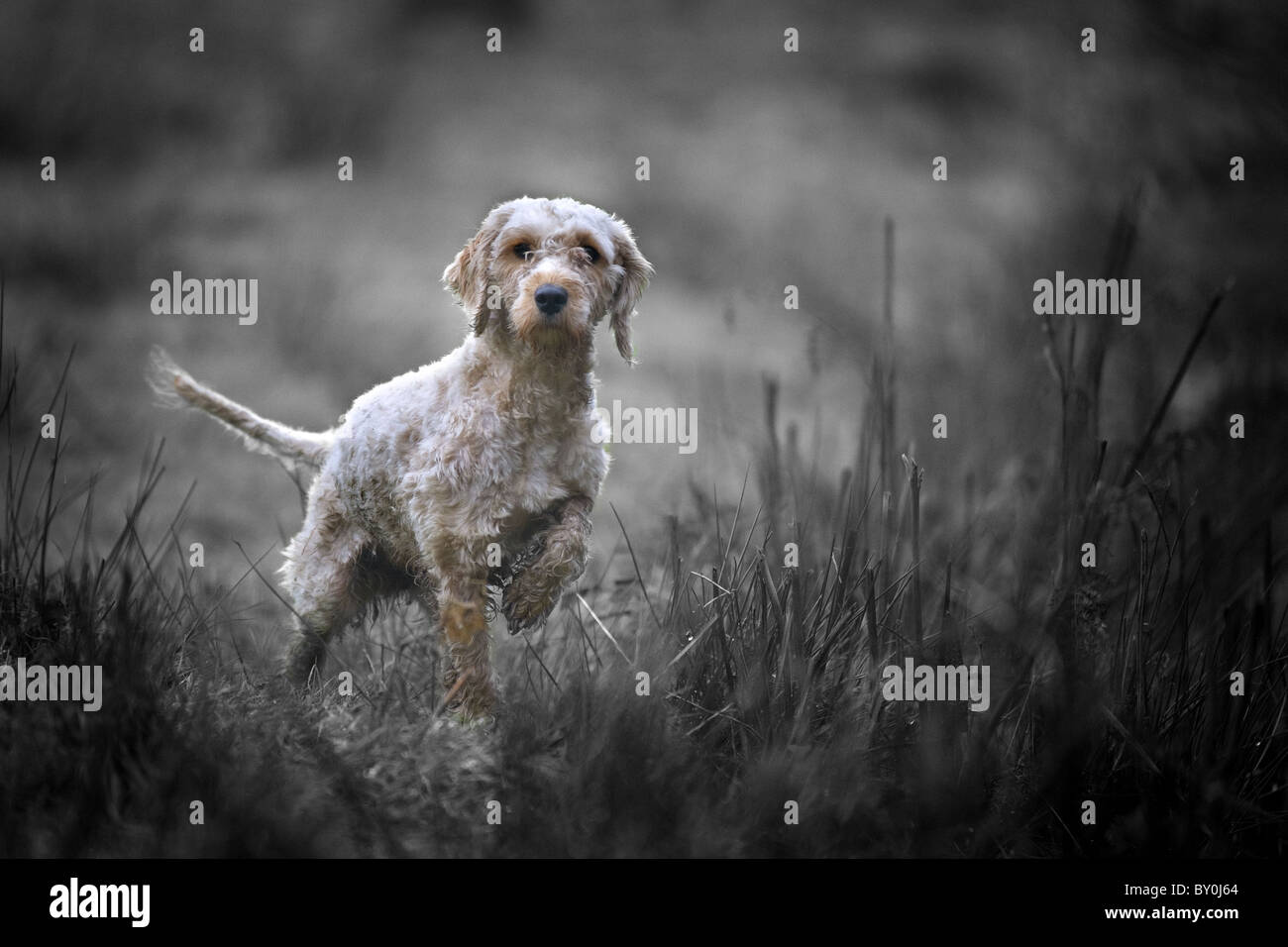 Black cockapoo hi-res stock photography and images - Alamy