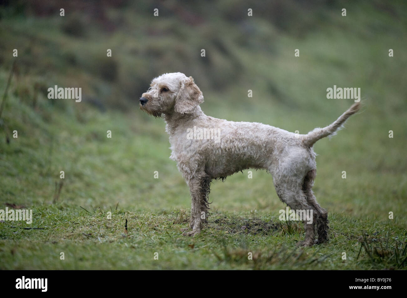Cockapoo dog jumping hi-res stock photography and images - Alamy