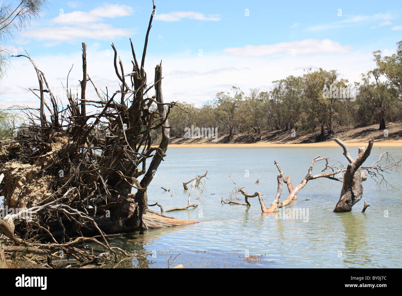 River Snag on the Murray river Stock Photo - Alamy
