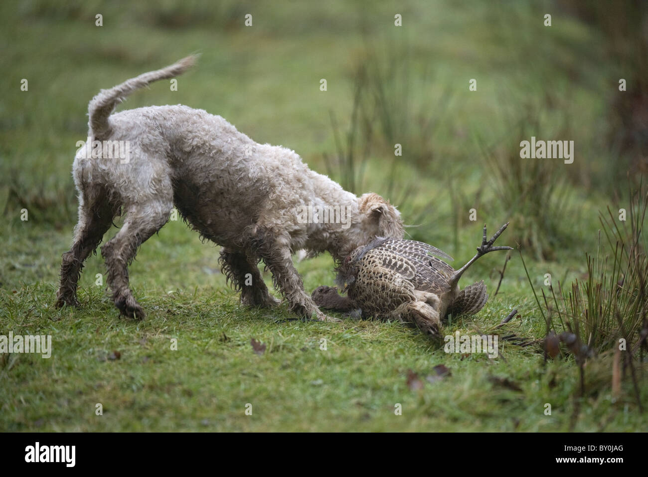 Cockapoo retrieving a pheasant on a shoot day Stock Photo - Alamy