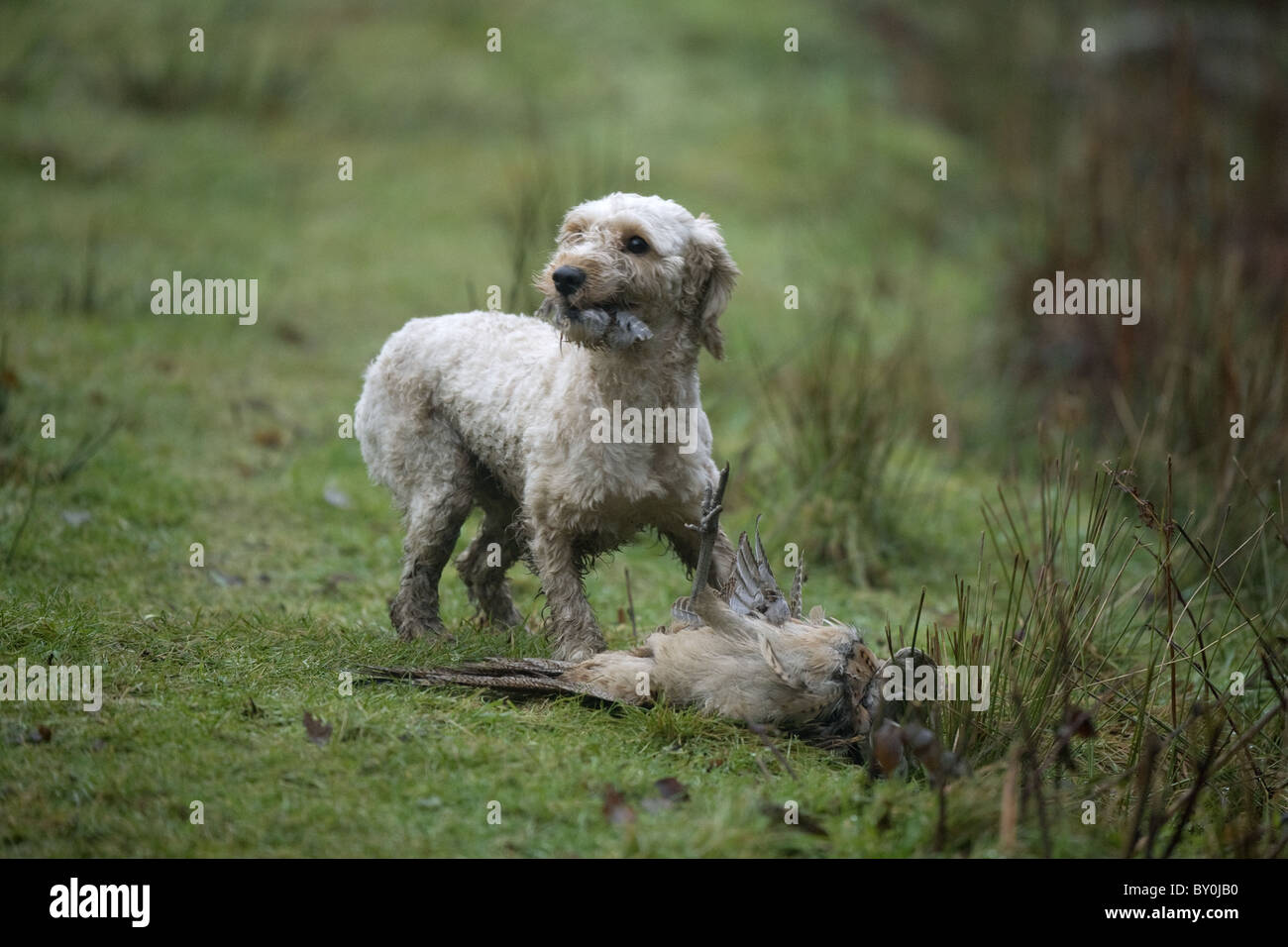 Cockapoo retrieving a pheasant on a shoot day Stock Photo - Alamy
