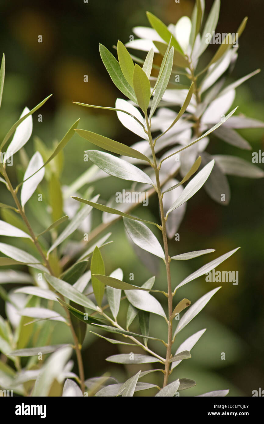 Olive tree hi-res stock photography and images - Alamy