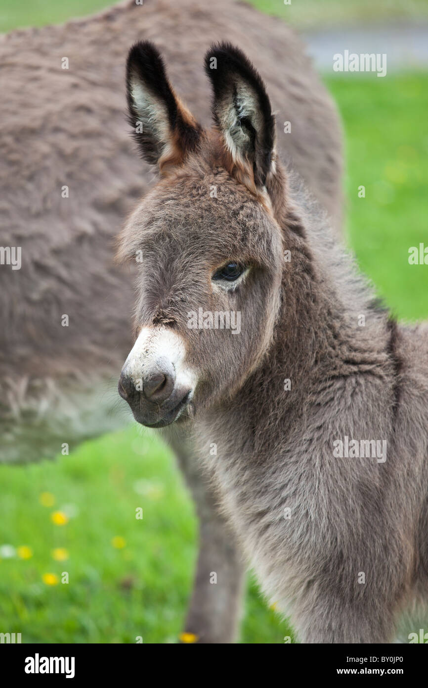 Irish donkey hi-res stock photography and images - Alamy