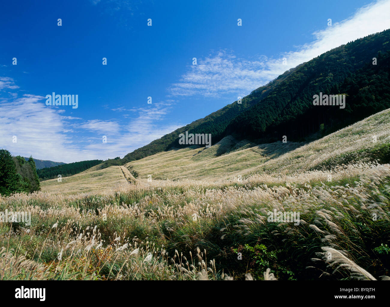 Pampas Grass Field Stock Photos & Pampas Grass Field Stock Images - Alamy