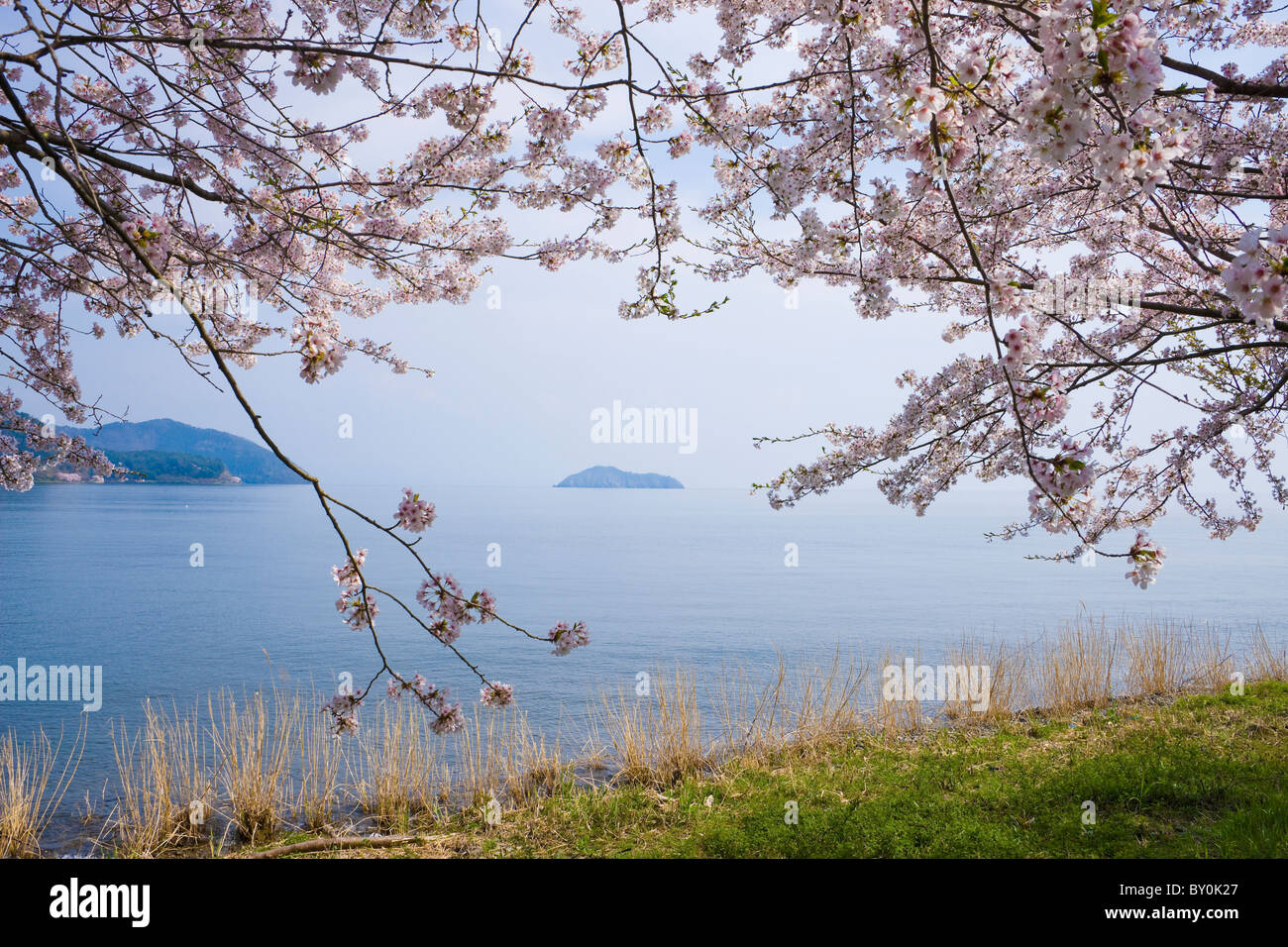 Cherry Blossoms at Kaizu-osaki and Lake Biwa, Takashima, Shiga, Japan ...